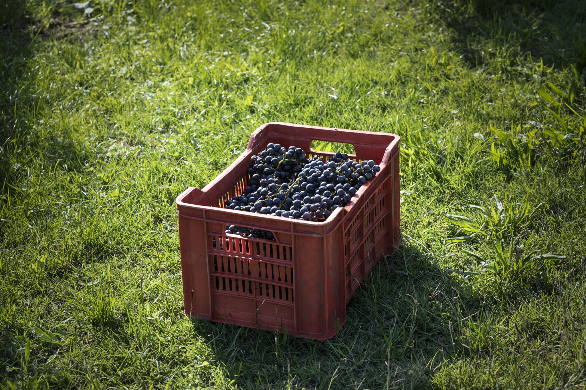 The life cycle of vine - Citari Vini