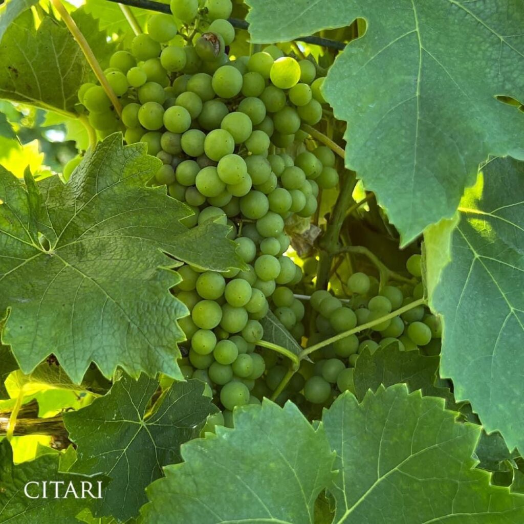 The life cycle of vine - Citari Vini