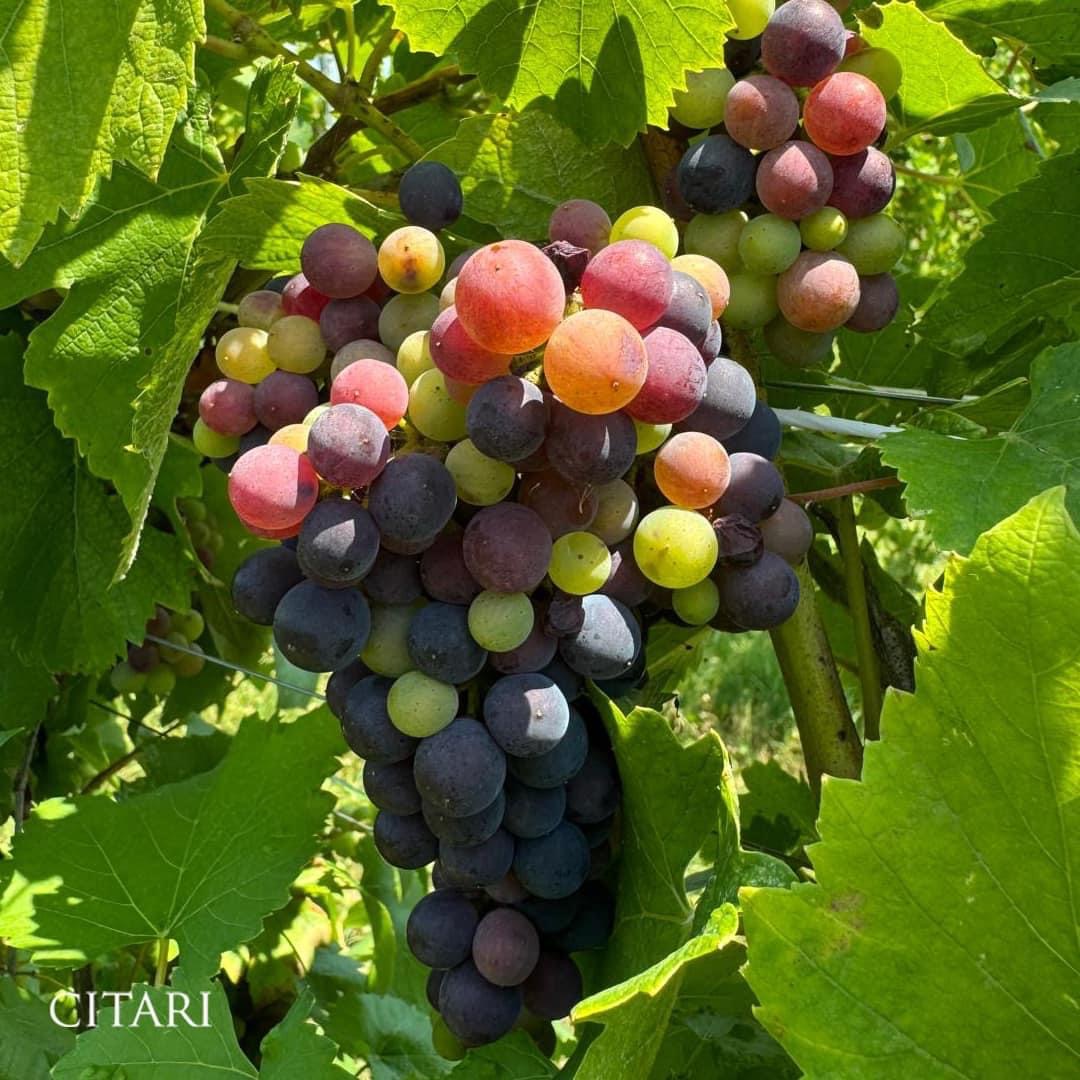 The life cycle of vine - Citari Vini