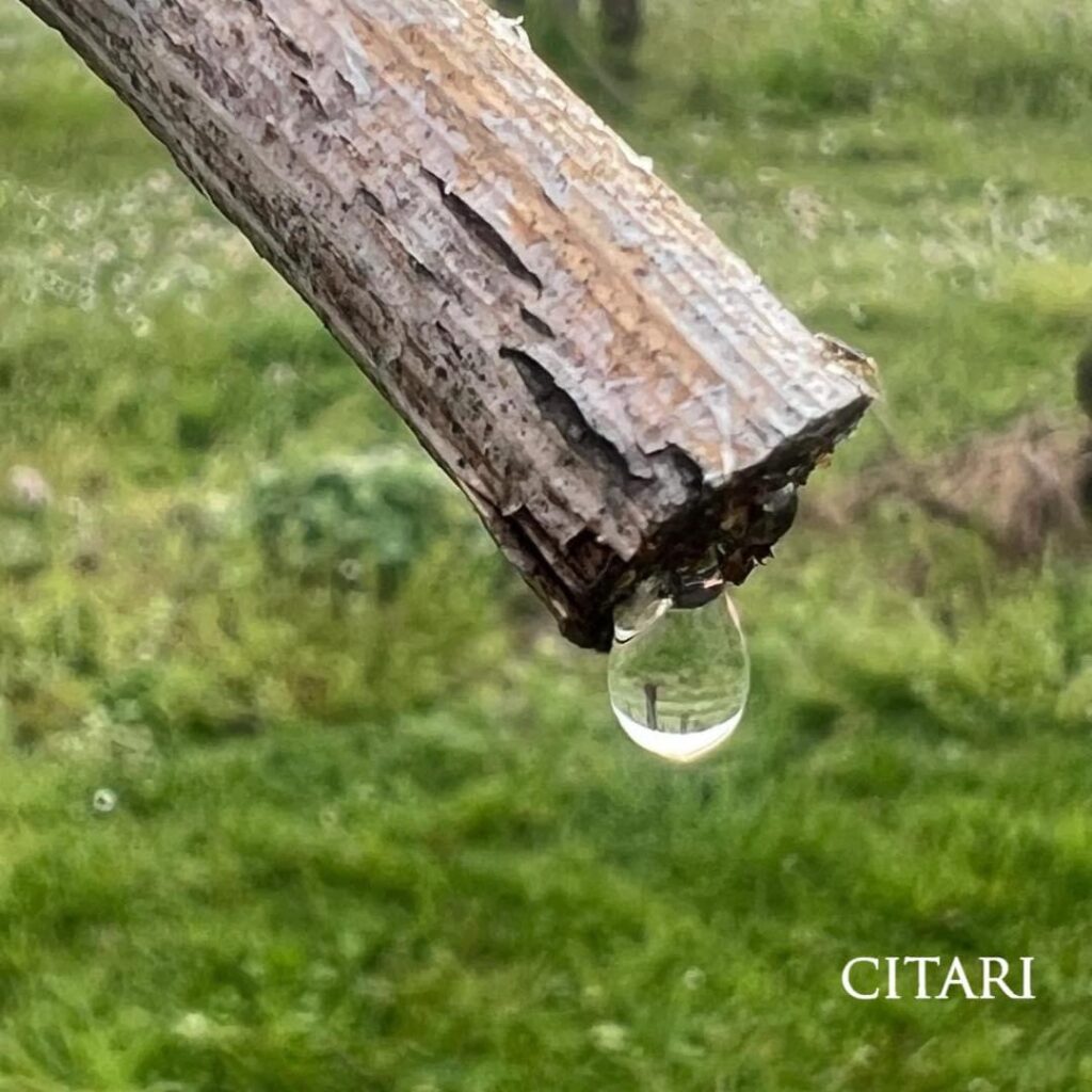 The life cycle of vine - Citari Vini